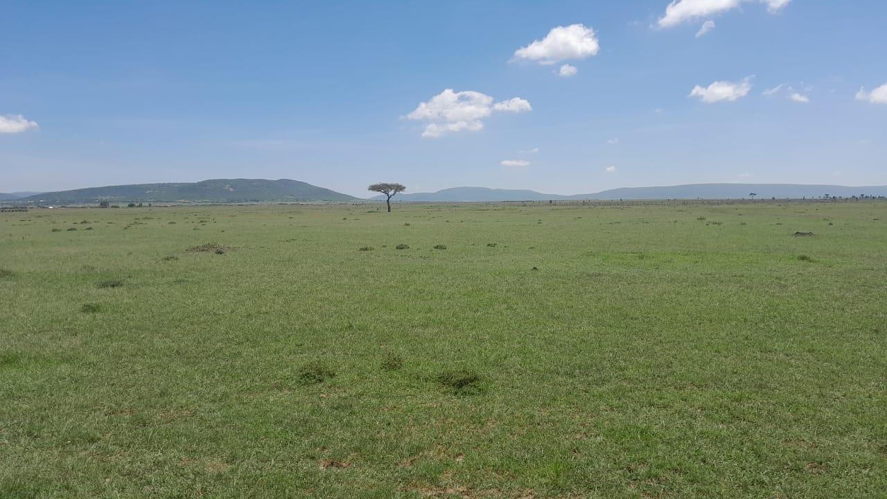 Riforestazione in Kenya con Sereti Nabaala nella riserva Masai – Treeonfy